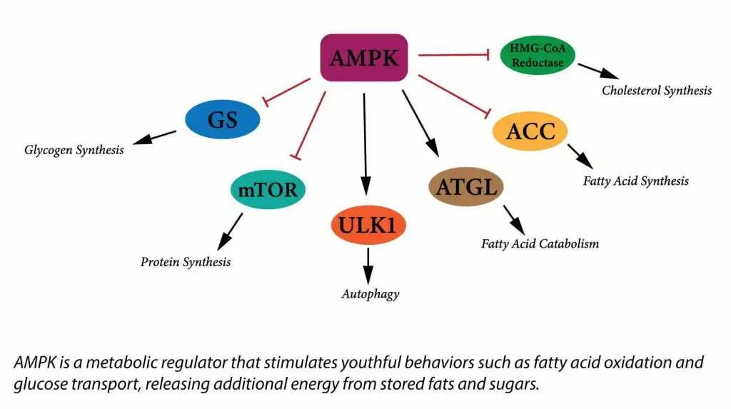 What is AMPK? - Legere Pharmaceuticals