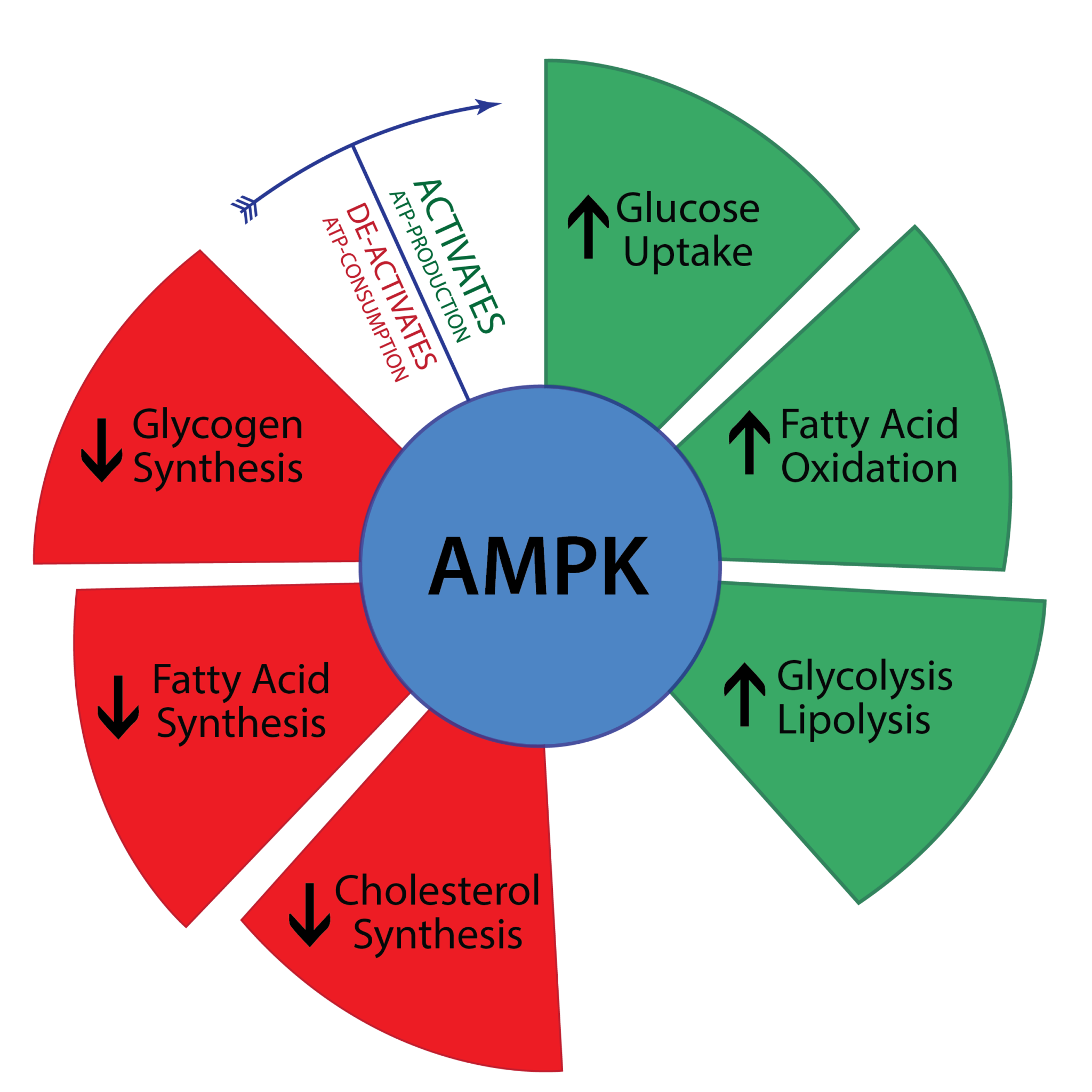 What is AMPK? - Legere Pharmaceuticals