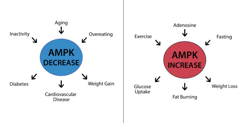 What is AMPK? - Legere Pharmaceuticals